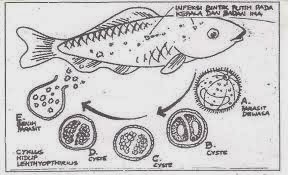 MENGIDENTIFIKASI PENYAKIT IKAN | Budi Laksono