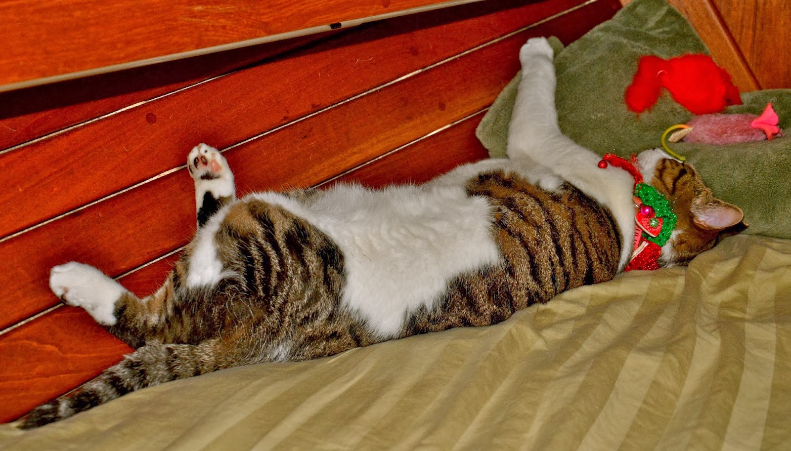 wyattsailing: Big Sand Cay, Turks and Caicos