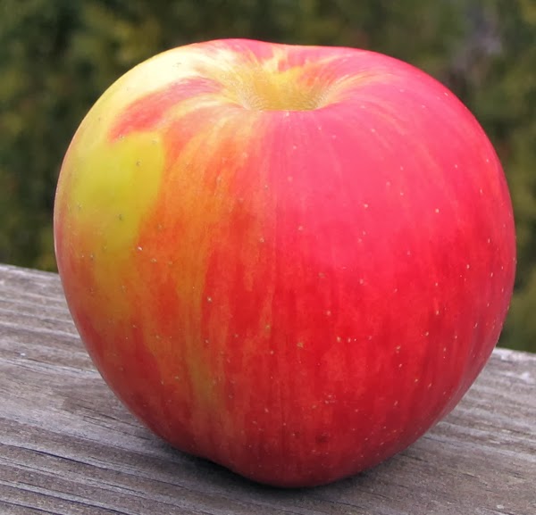 Autumn Glory - Adam's Apples