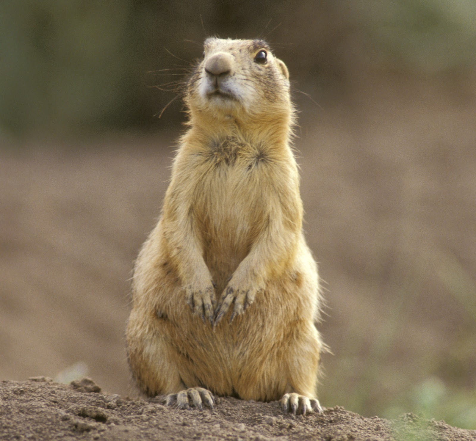 Embrace Adventure: Prairie Dogs or Cold-Blooded Killers