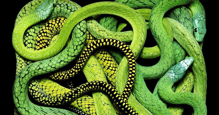 PUMPKINROT.COM: The Blog: Serpents