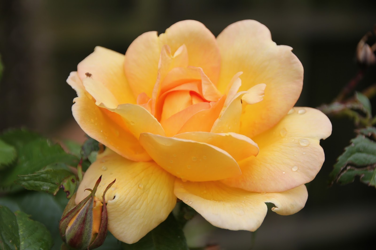 Katarineshage: Gule Roser