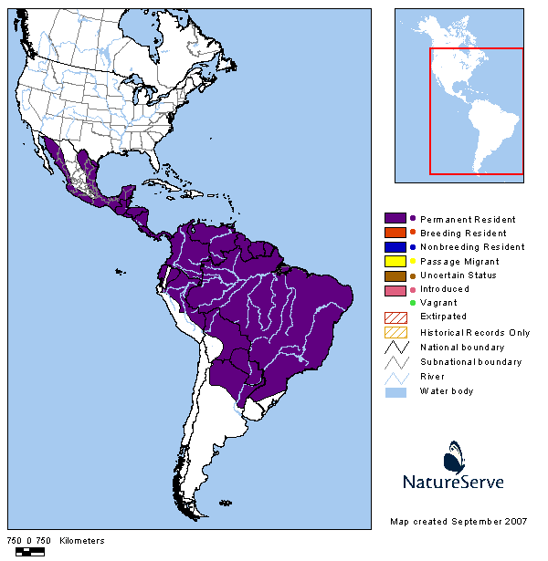 BIO227Fall2015.05: The Ocelot: Your House Cat’s Cooler Cousin