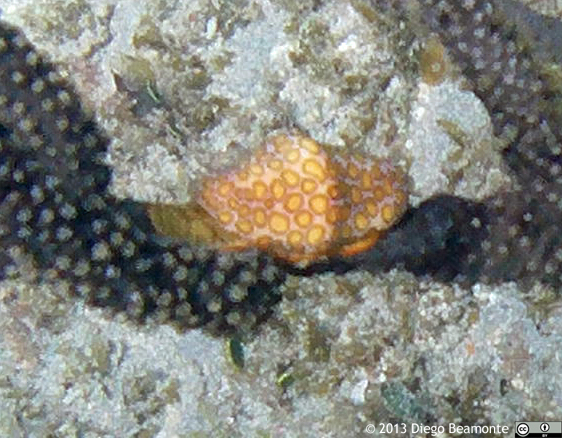 The Apprentice Manatee: Flamingo Tongue Snail