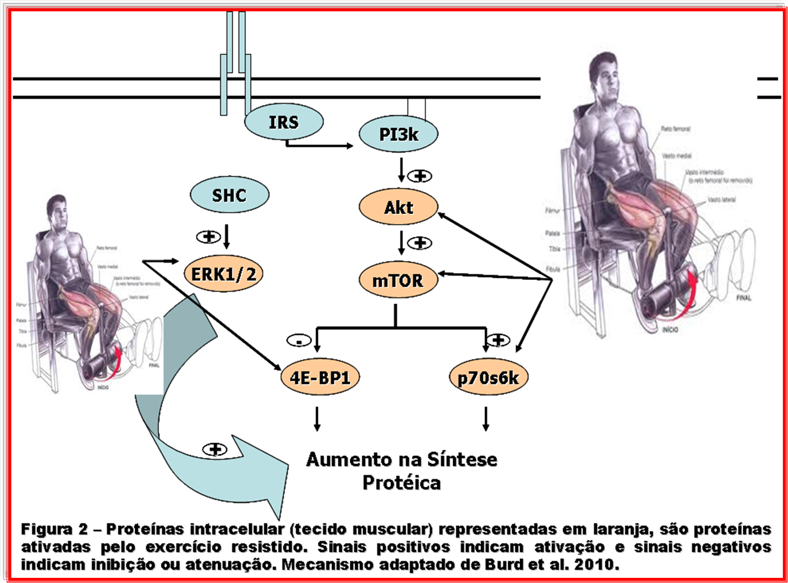 Ciência do Exercício Físico: Mecanismos Celulares e Moleculares ...