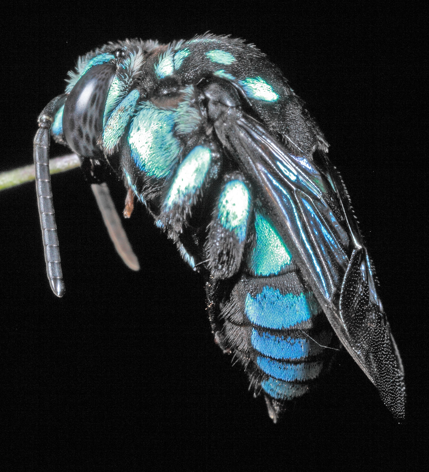 BunyipCo: More sleeping bees