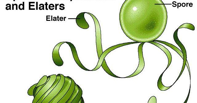 Elaters Jane: elaters?