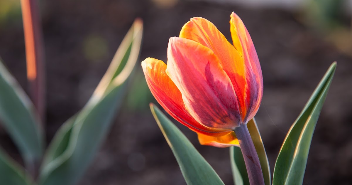 Canadian Tulip Festival, The Largest in the World - Why in Ottawa ...