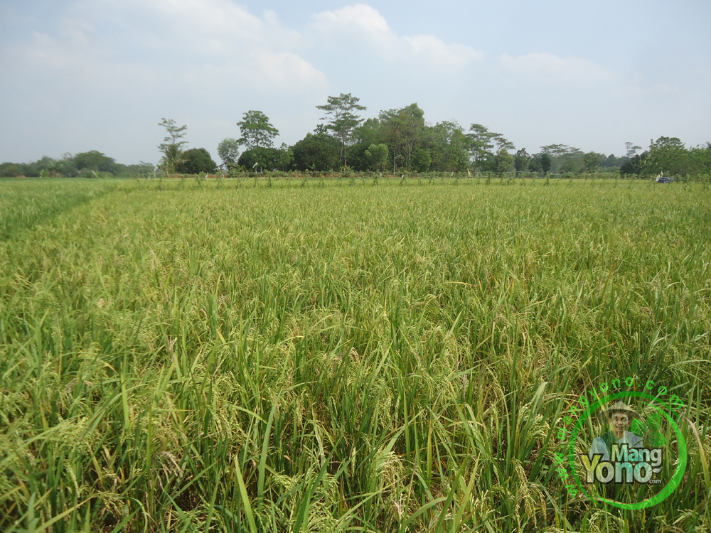 Tanaman Padi TRISAKTI 63 HST MT2 Sudah Matang Adonan di Sawah ...
