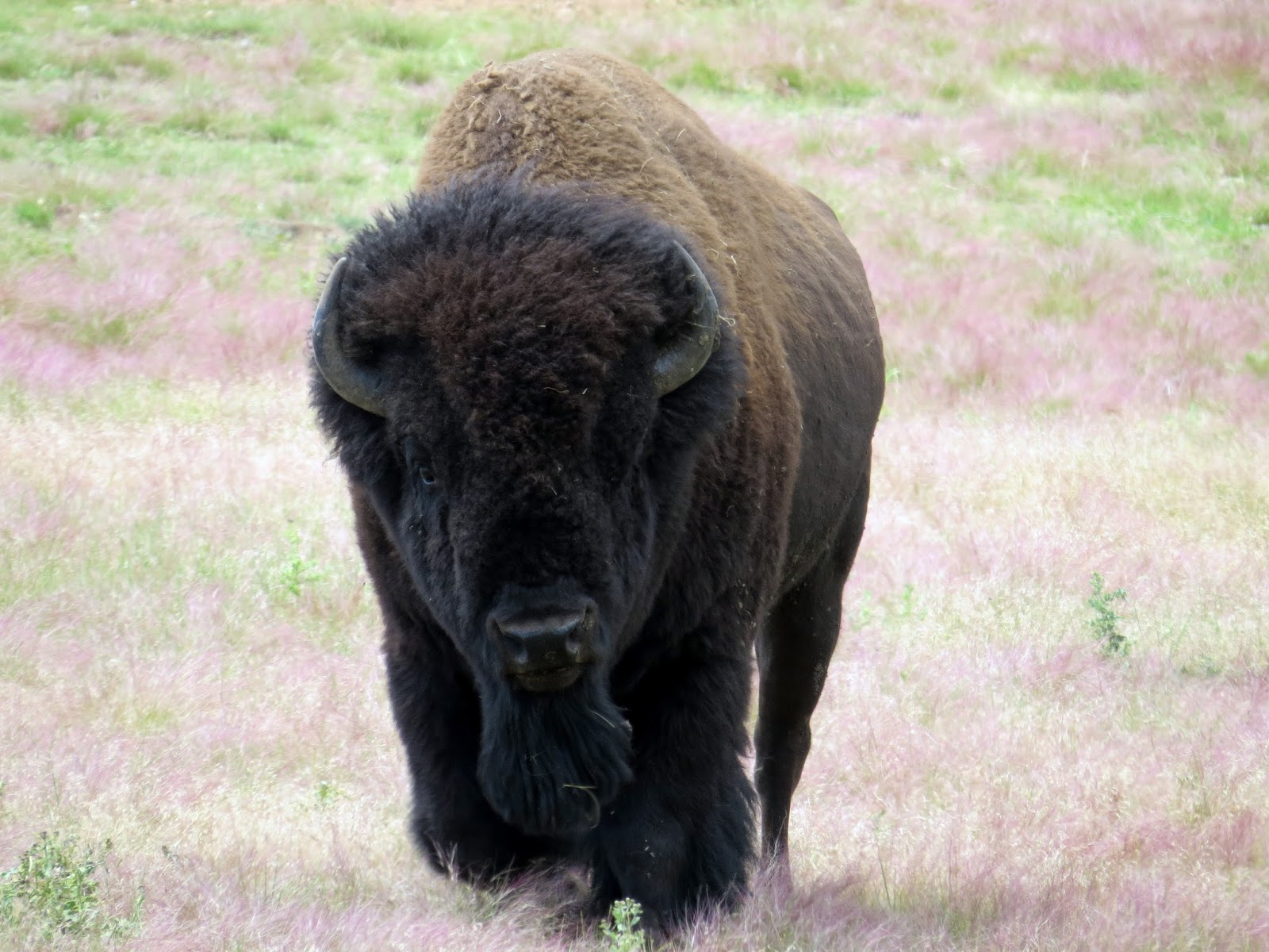 The Crow's Nest: Custer State Park