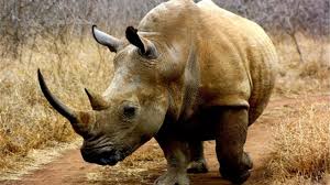 Mundo Animal: Rinocerontes