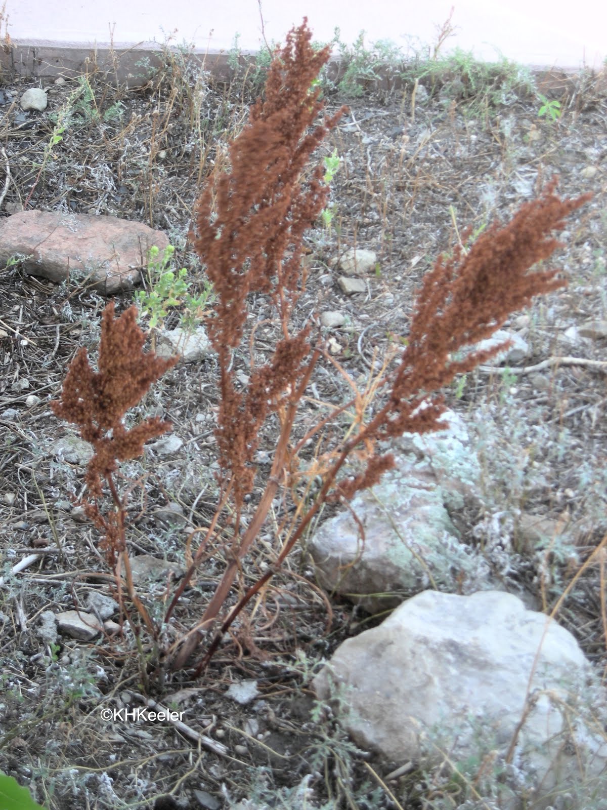 A Wandering Botanist: Plant Story--Curly Dock, Internationally-Known Weed