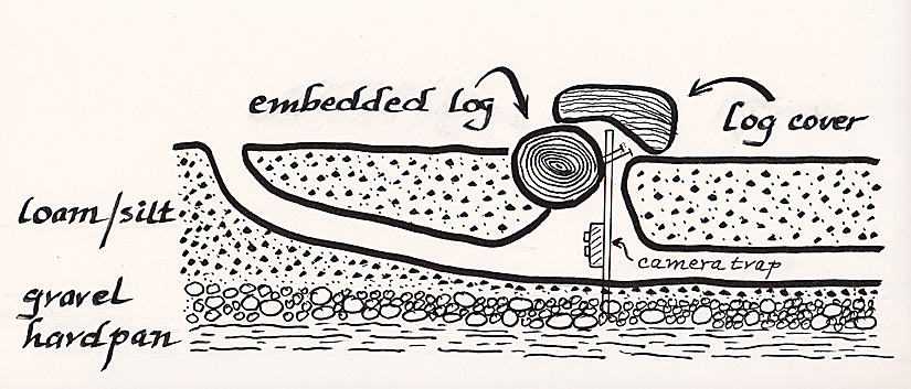Camera Trap Codger: November 2012