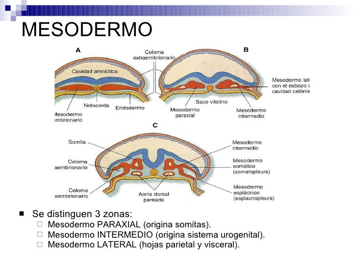 HISTOEMBRIOLOGIA: TEJIDO EPITELIAL Y SU CLASIFICACION.