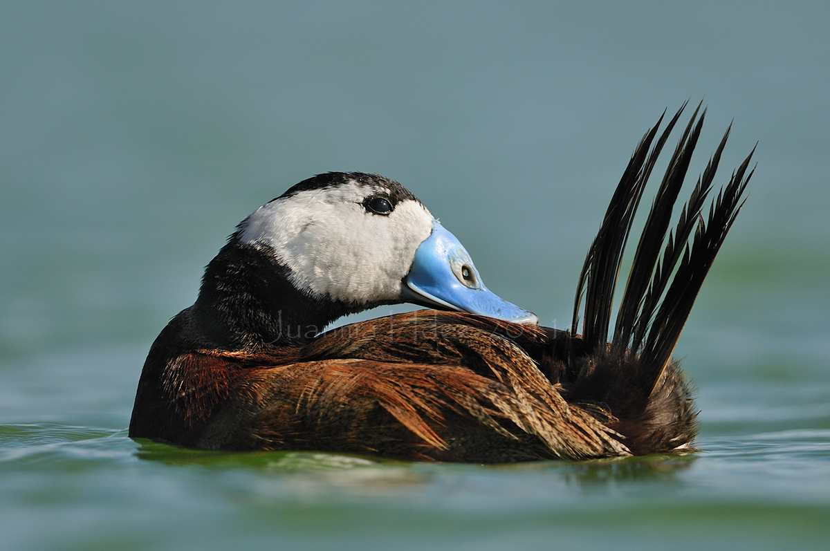 Juanma Hernández · Fotografía de Naturaleza: El acicalado de la malvasía