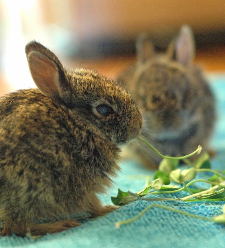 Baby Cottontail Rabbits