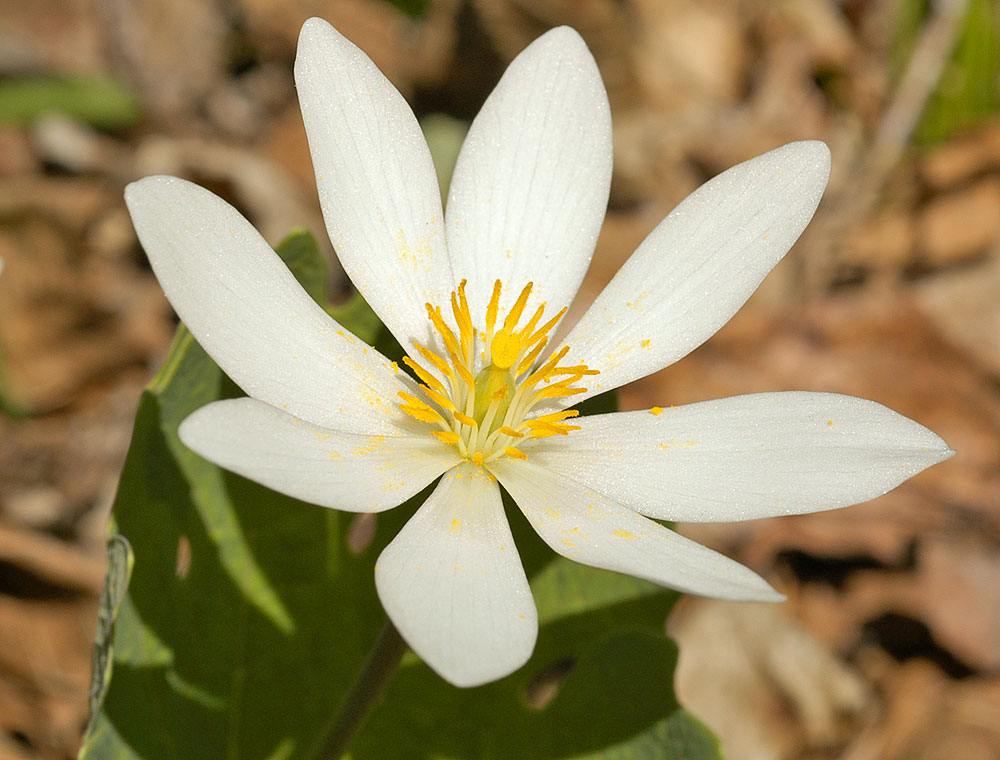 TURISMO IN CANADA: SANGUINARIA CANADENSIS -BLOODROOT