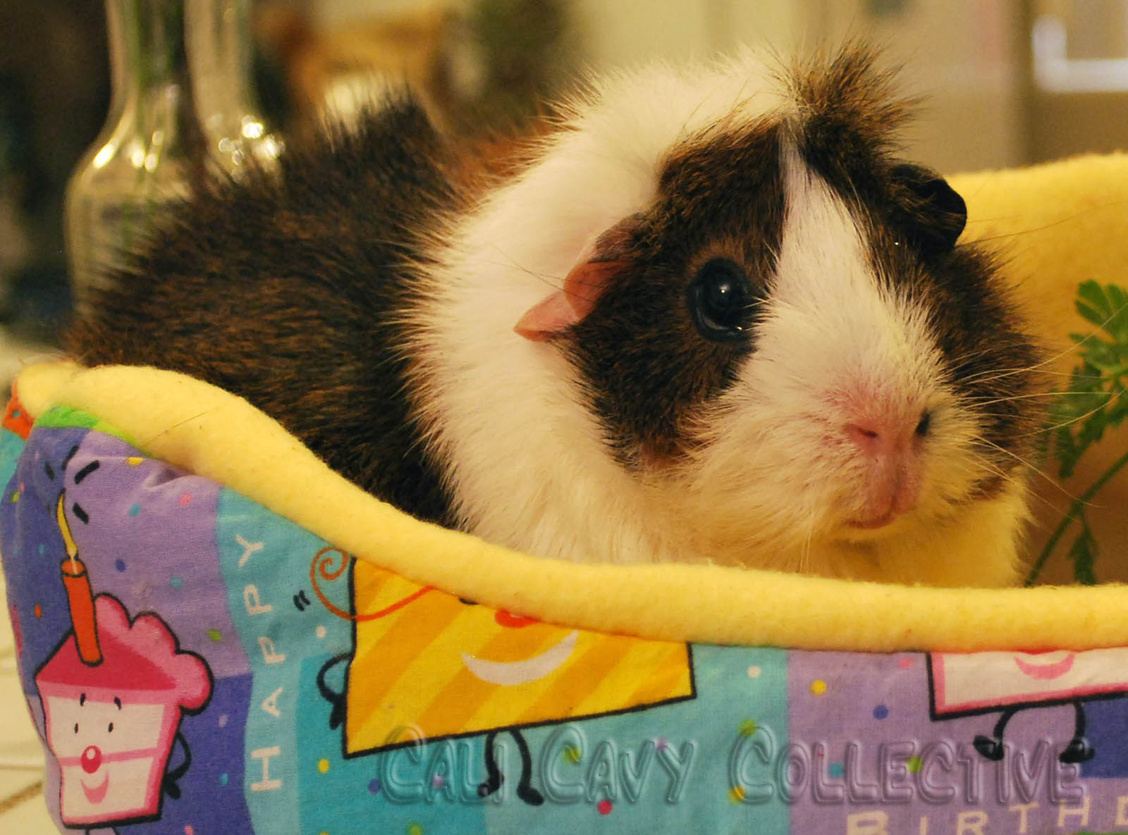 Cali Cavy Collective: a blog about all things guinea pig: Piggy with a bow