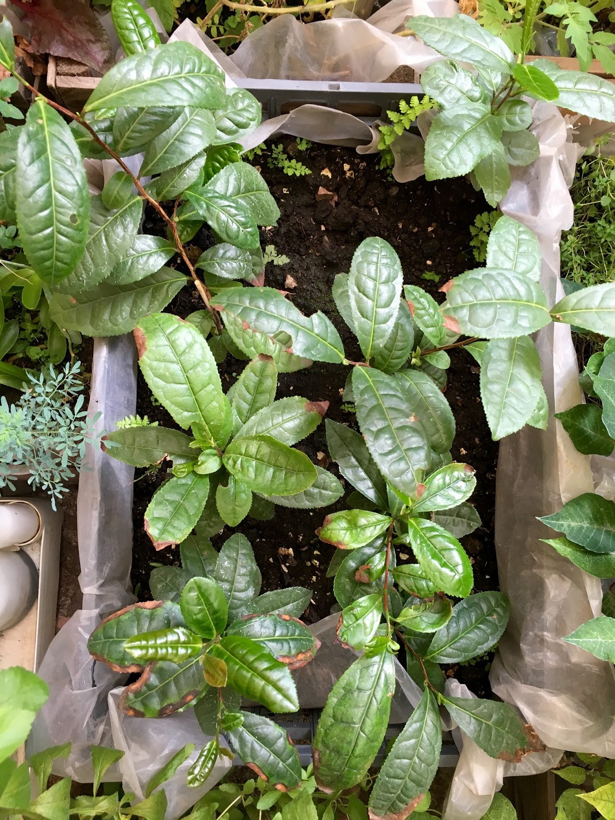 Tea in the ancient world: Tea culture in Mexico; an interview with ...