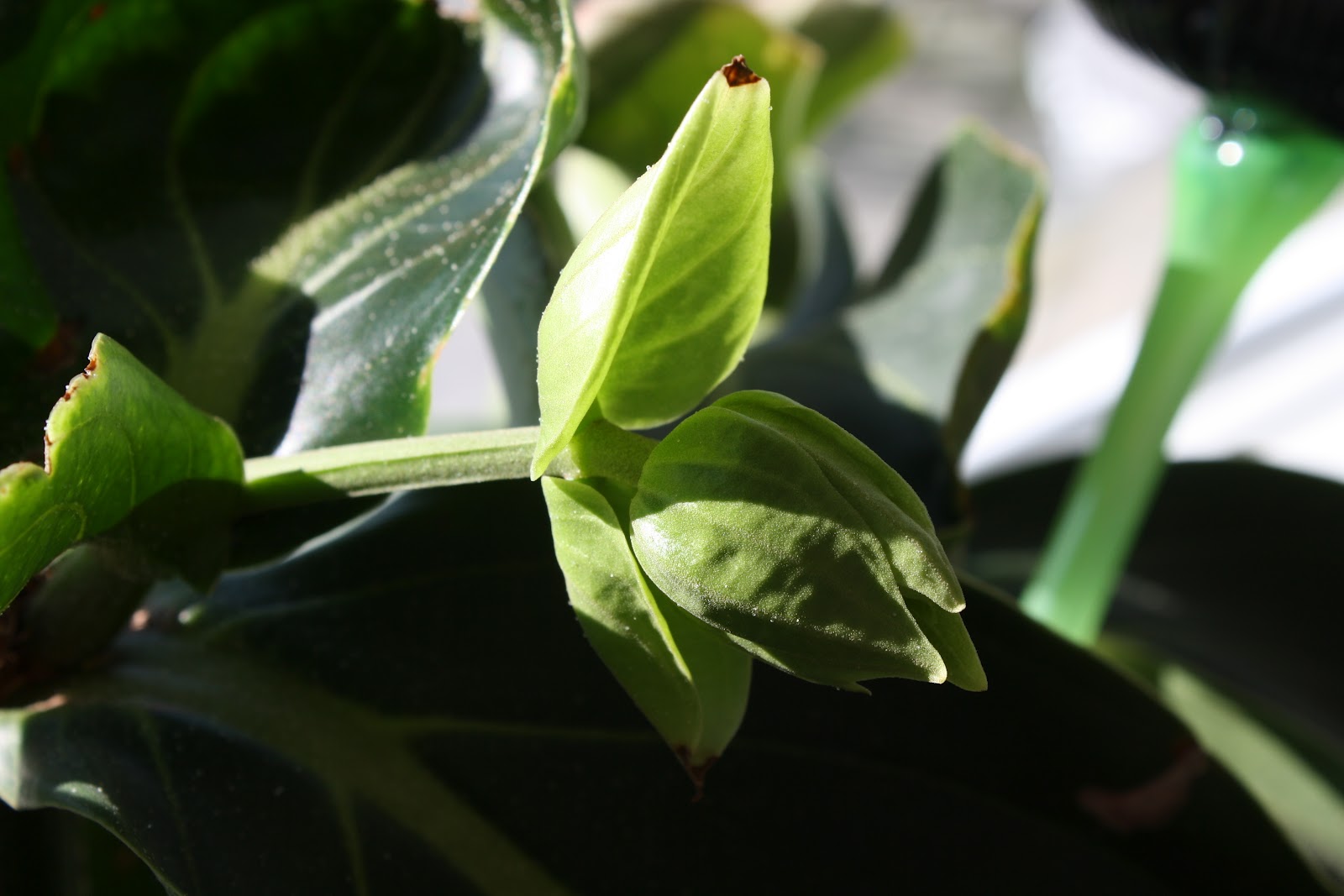 Med hopp om gröna fingrar: En knopp!