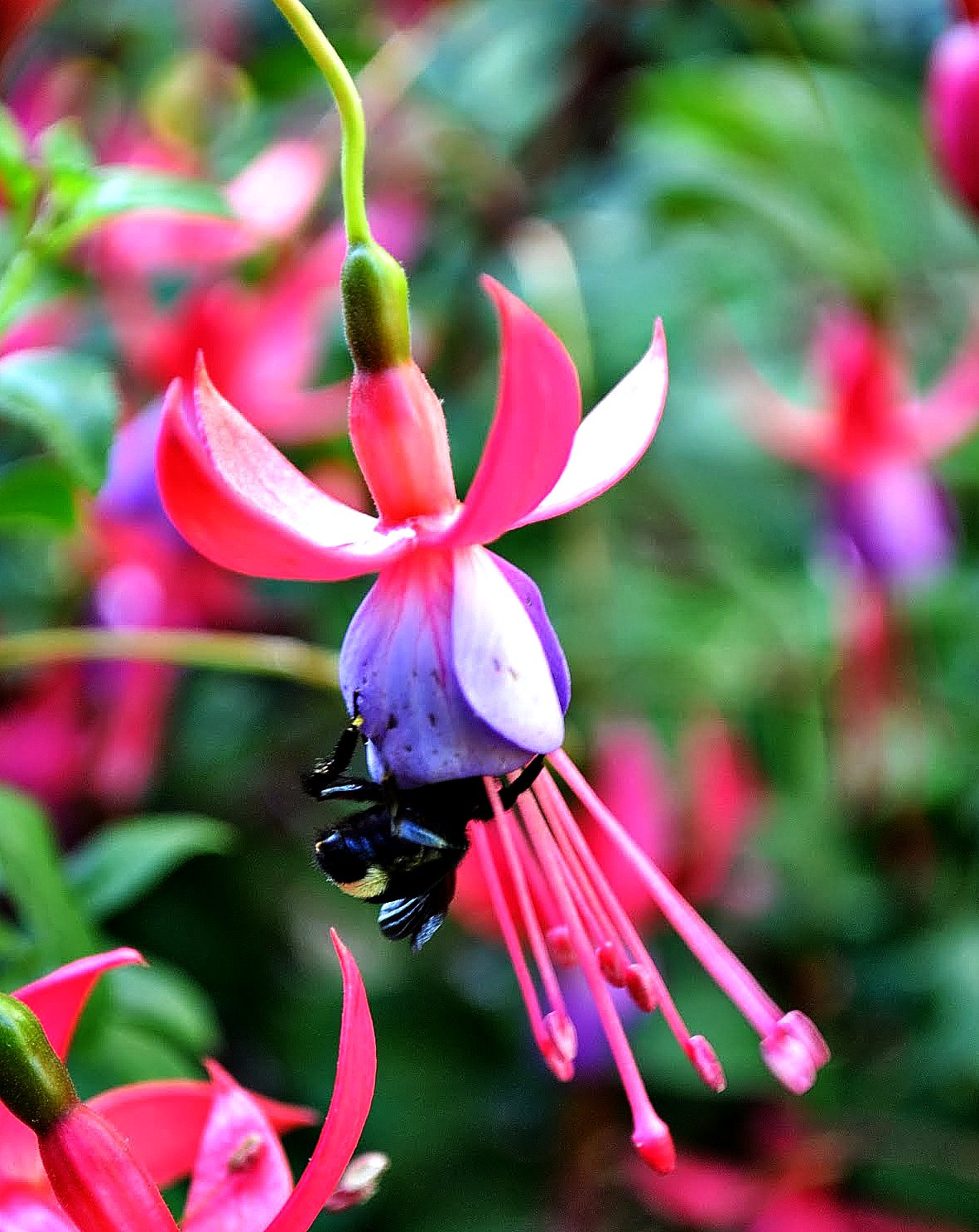 The Outlaw Gardener: Hardy Fuchsias, my favorite plant in the garden ...