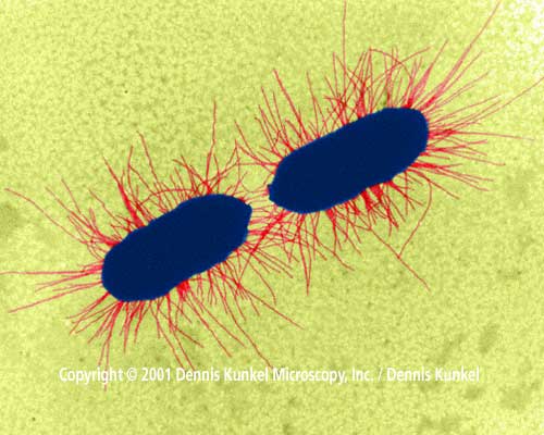 Knowledge Class: Bacterial Anatomy: Revealing the Microscopic ...