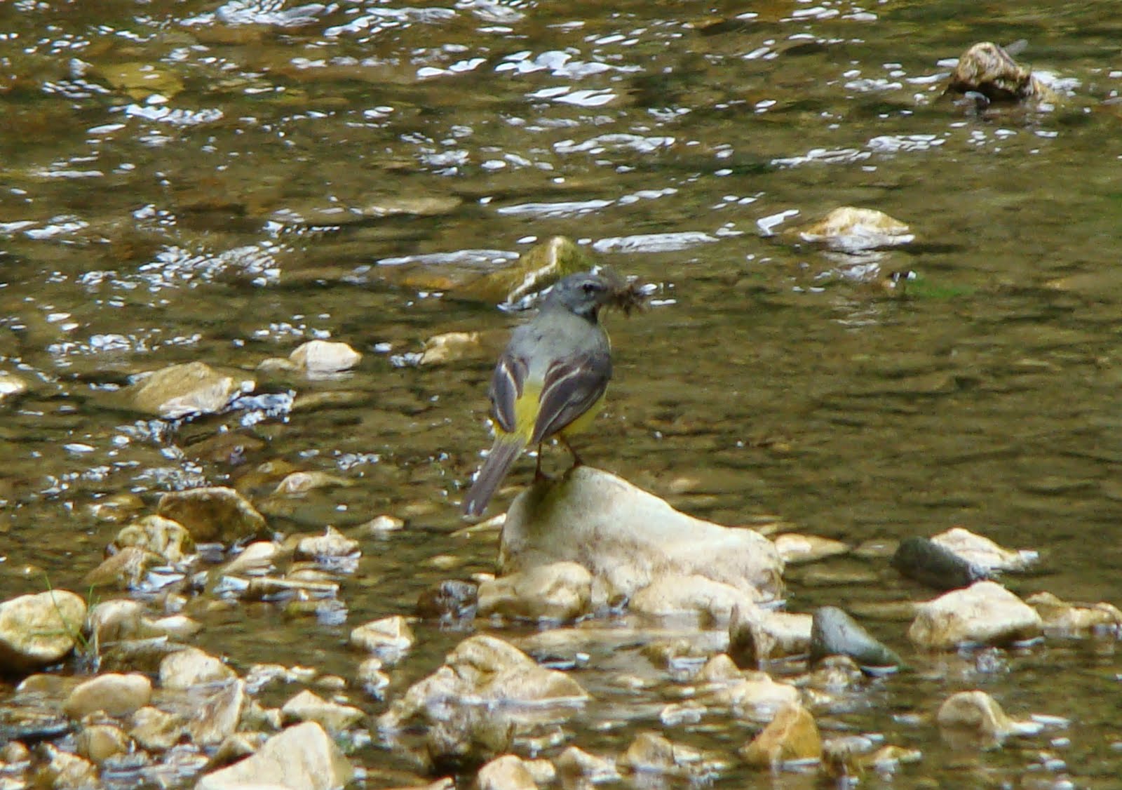 Frumusetile naturii: Codobatura de munte (Motacilla cinerea)