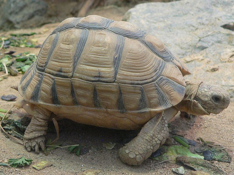 Kleinmann's Tortoise