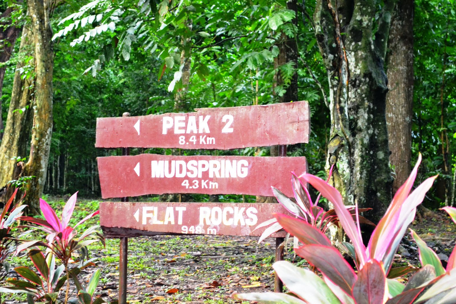Spent&Wasted: Hike to Mount Makiling (Mudspring Trail)