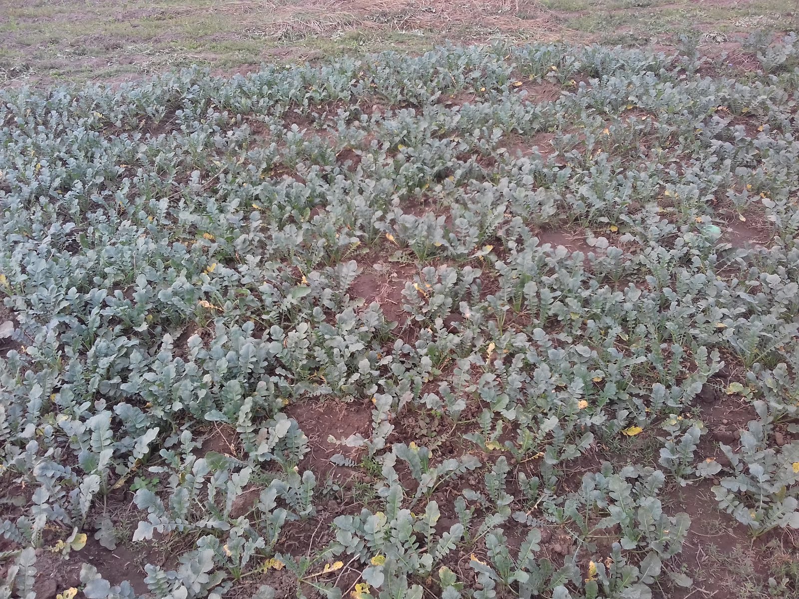 ADVANTAGES OF LINE SOWING OVER BROADCASTING