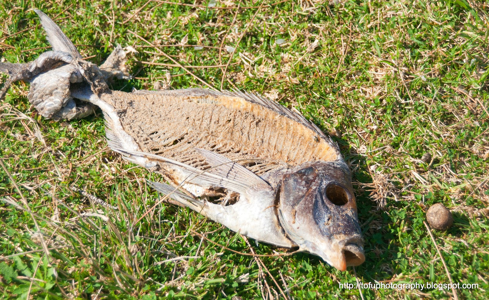 Tofu Photography: Dead fish