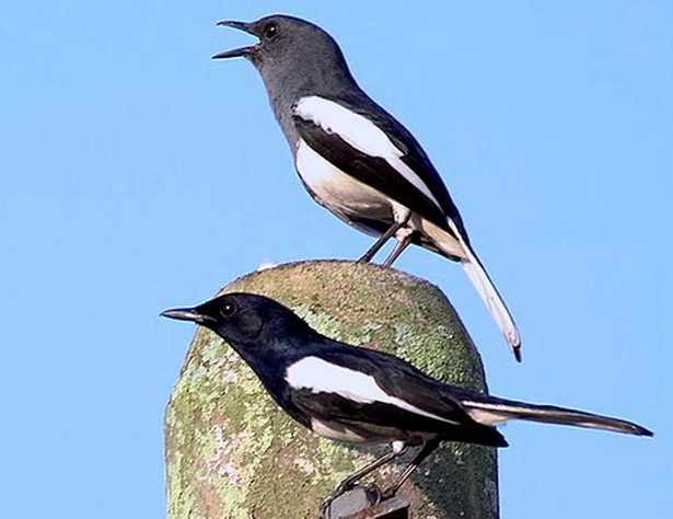 World Animal Beauti And Funny: Kacer Bird Pot Rooster Sound Beauty Animals