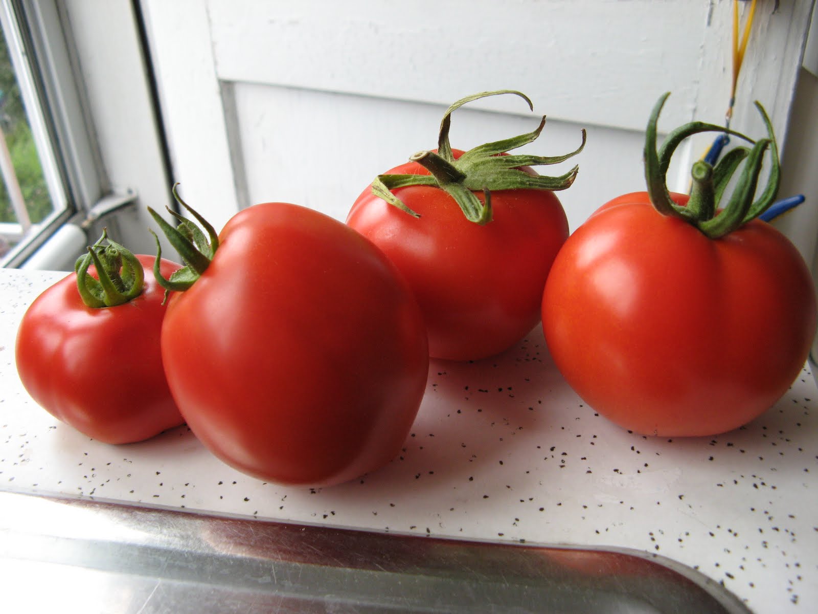 Lasalle Garden: Some Tomatoes Harvested and On the Assembly Line