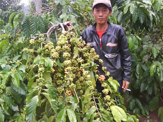 KOPI ROBUSTA | Tanimedia.com