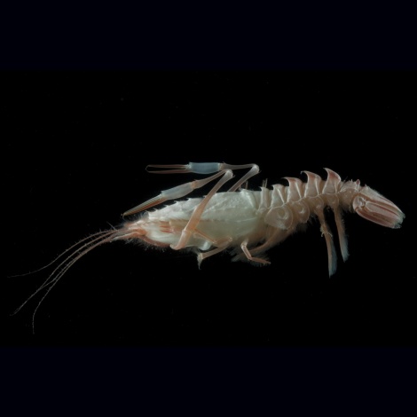 Variety of Life: Reptantia