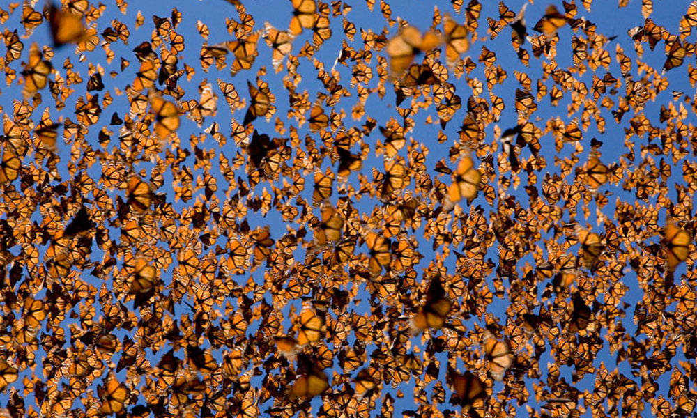 CHS APES Blog: Monarch Butterfly Population In Decline