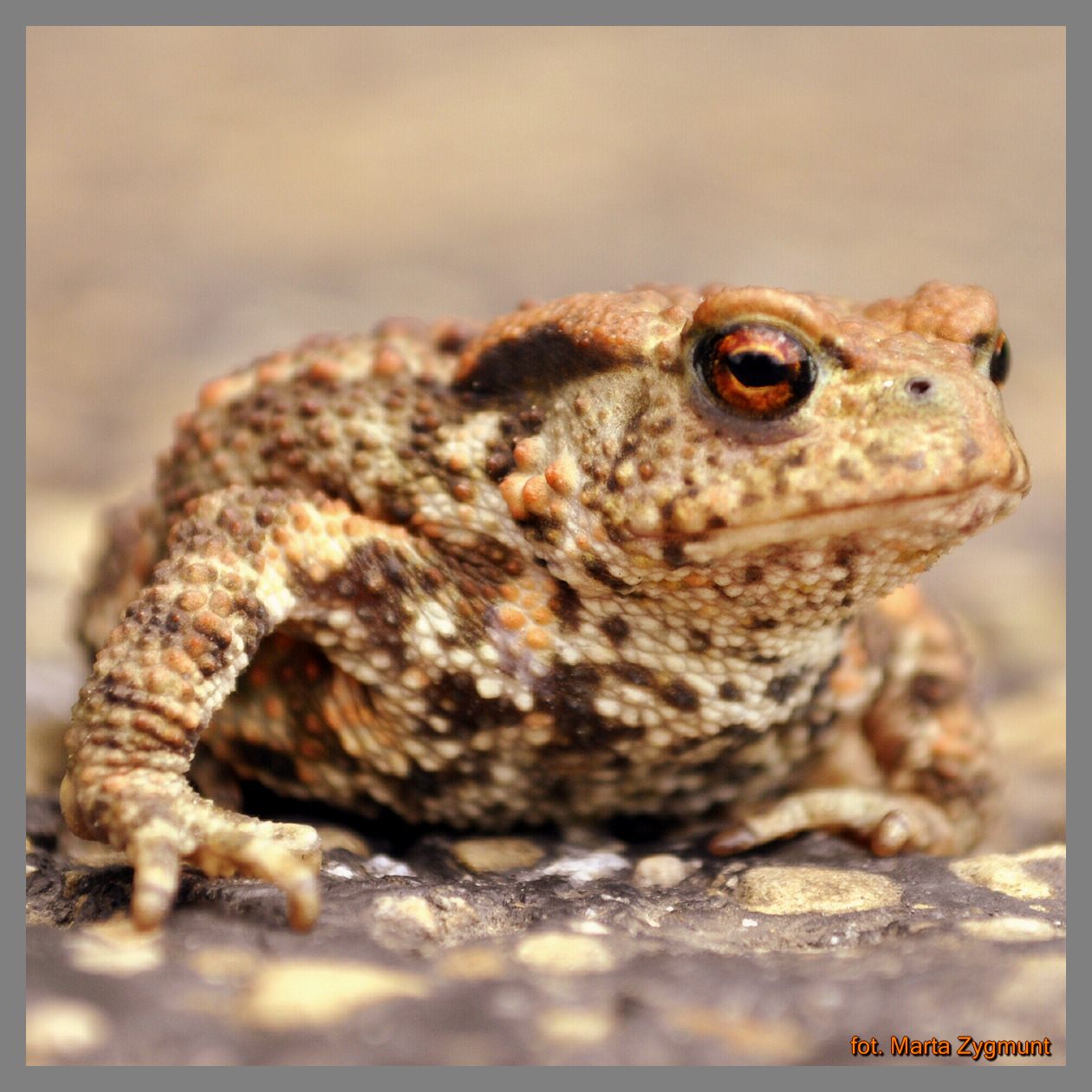 Rybotycze - Boryslawka: Rybotycka przyroda, czyli co w trawie siedzi;)