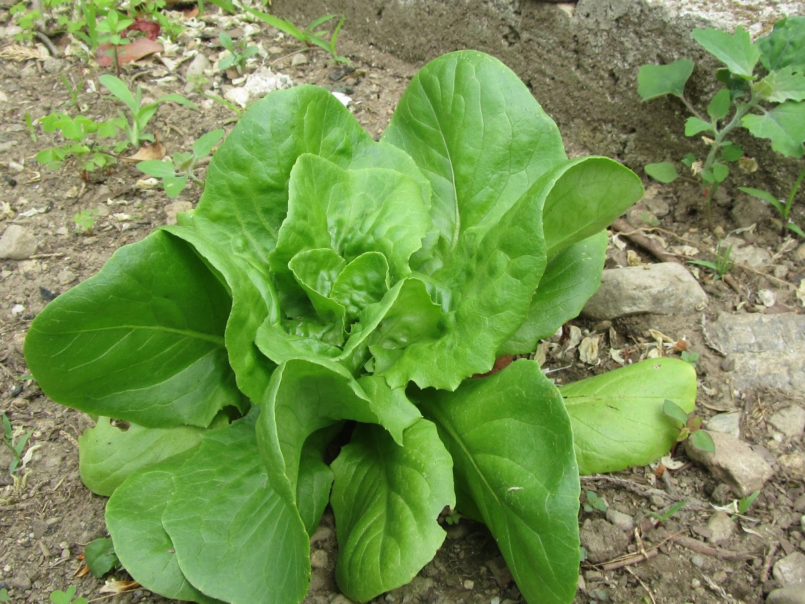 Come Coltivare l'Insalata: la Lattuga (Lactuca sativa) nell'Orto. | Il ...