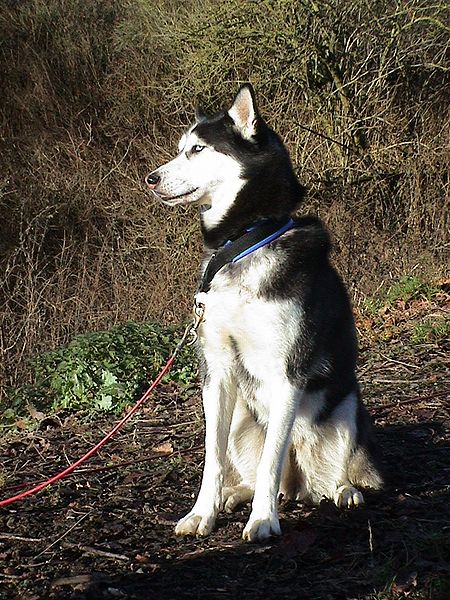 Most Beautiful Mixed Breed Dogs: 7 Most Beautiful Siberian Husky