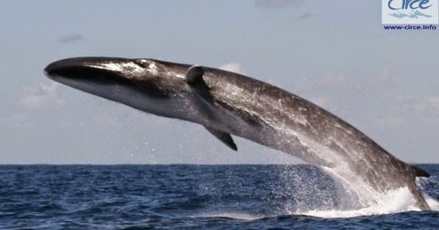 White Wolf : Super Rare Footage of the World's Fastest Whale (VIDEO)
