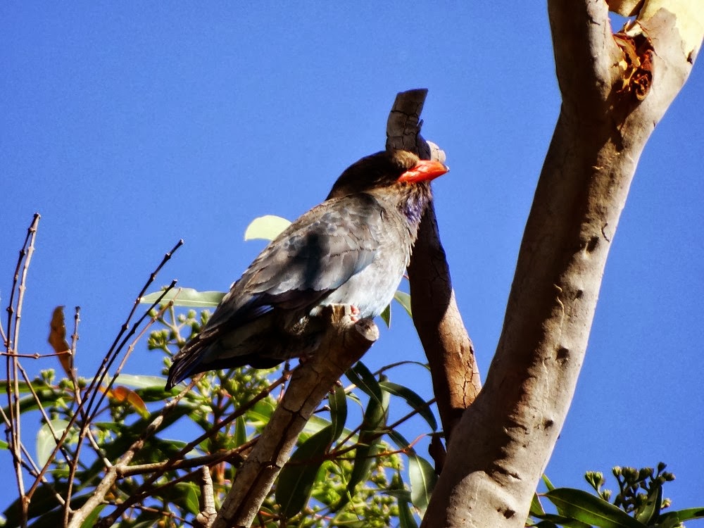 Snap Happy Birding: Dollarbird