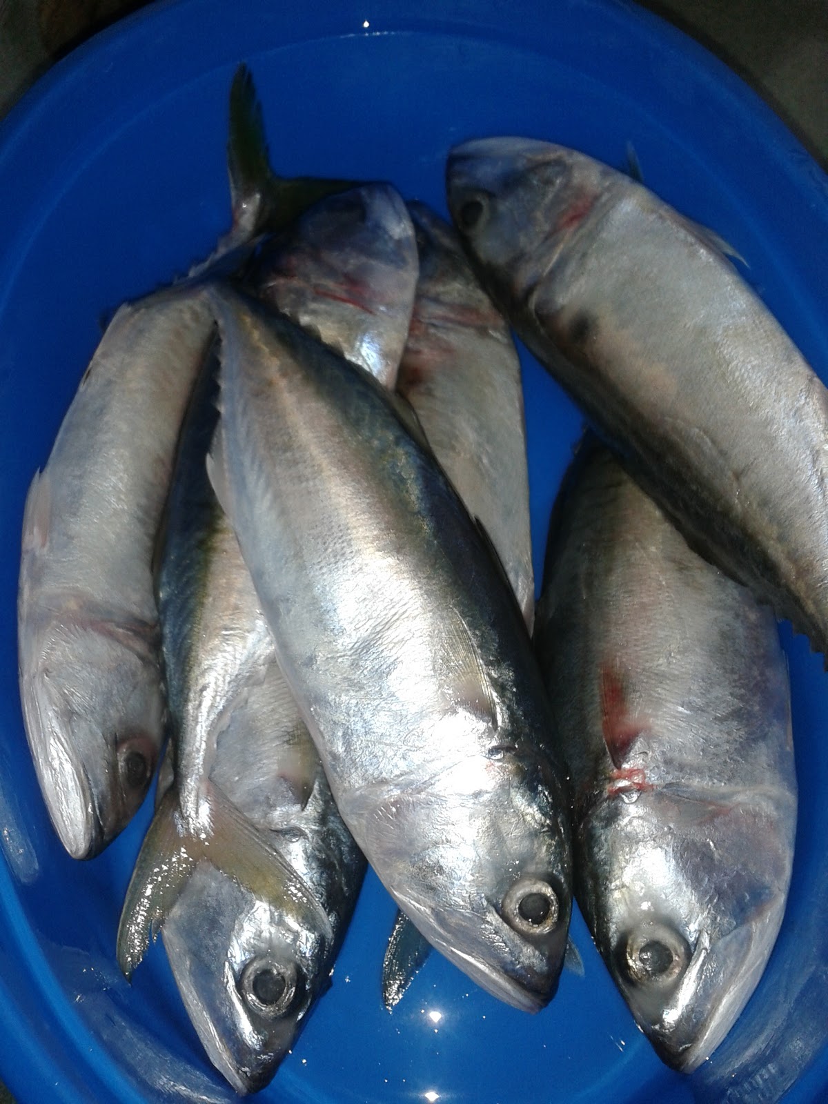 hello meow meow: ikan pelaling