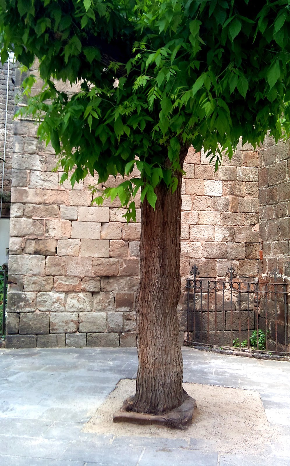 Árboles con alma: Negundo. Arce americano. Bordo. (Acer negundo)