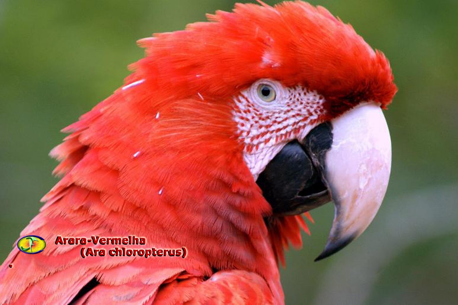 ORNITOLOGIA: Arara-vermelha (Ara chloropterus)
