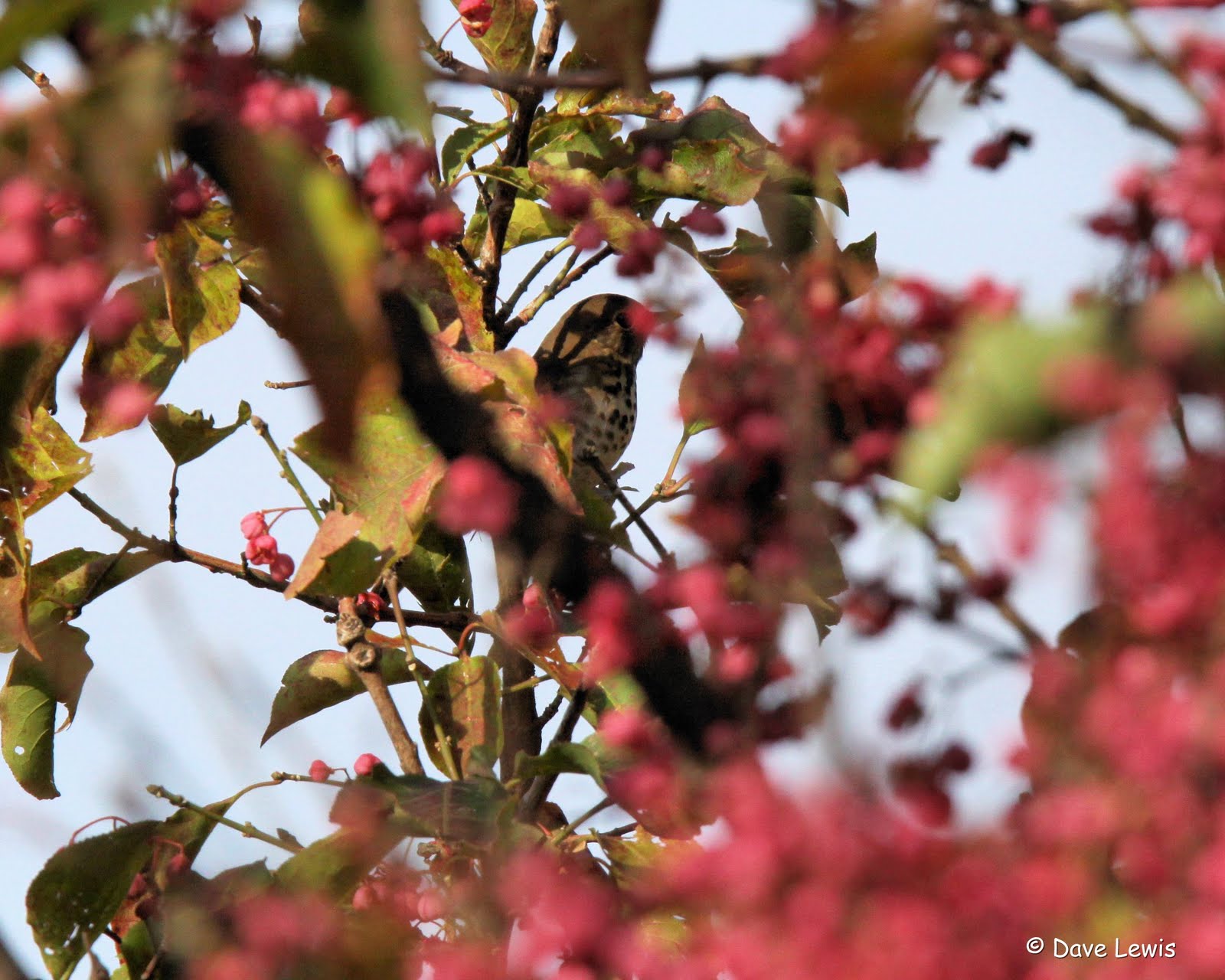 Birds from Behind : 11/01/2011 - 12/01/2011