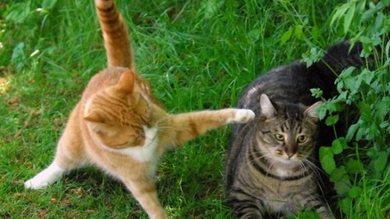 Funny cats try not to laugh challenge