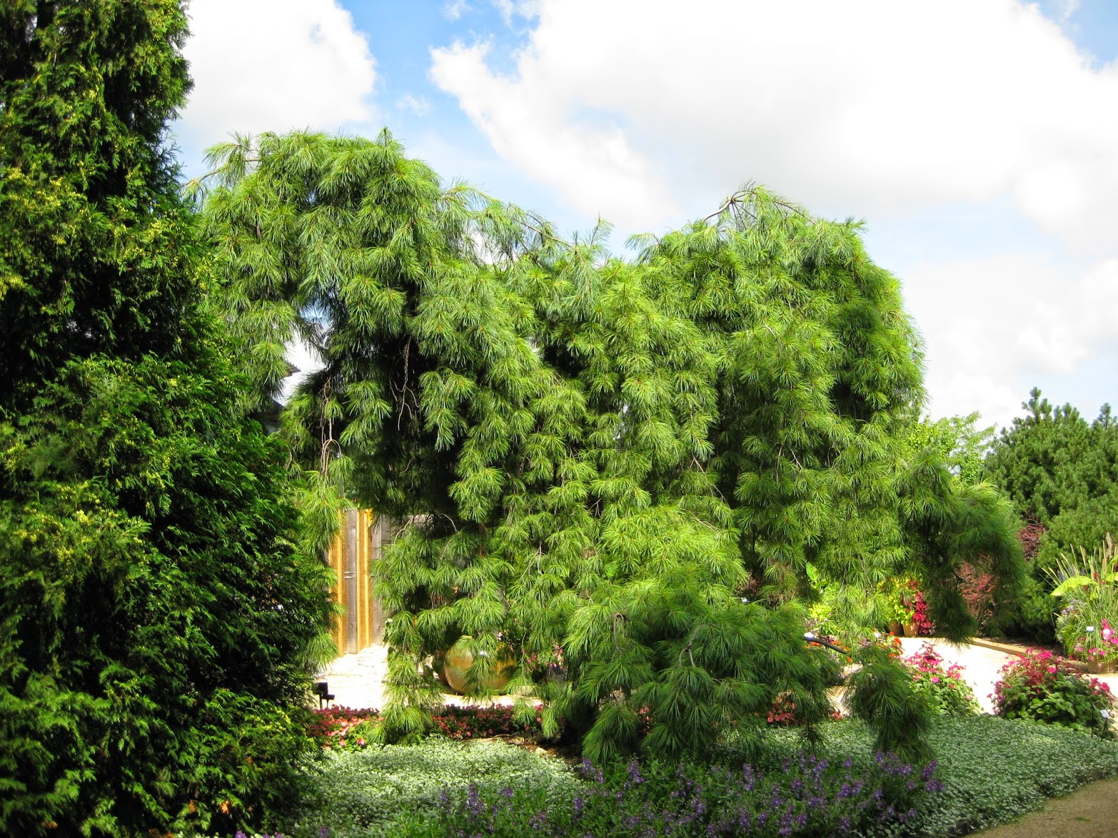 The Weeping White Pine | Rotary Botanical Gardens