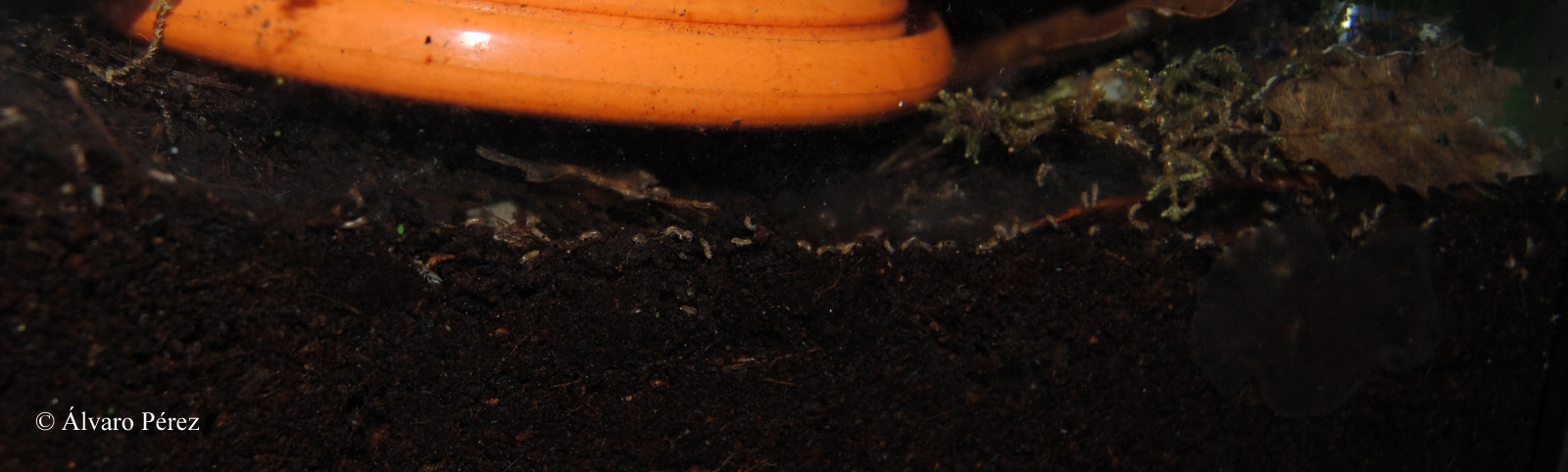 CLONOPSIS: Julus sp.