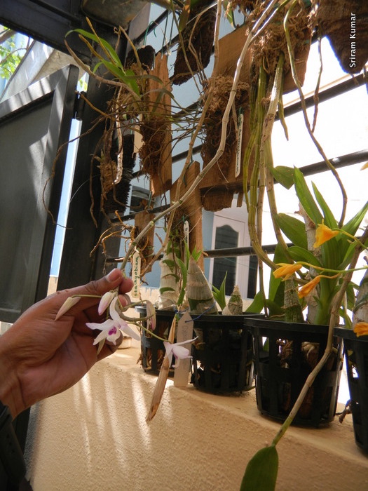 Happy-Orchids: Dendrobium transparens