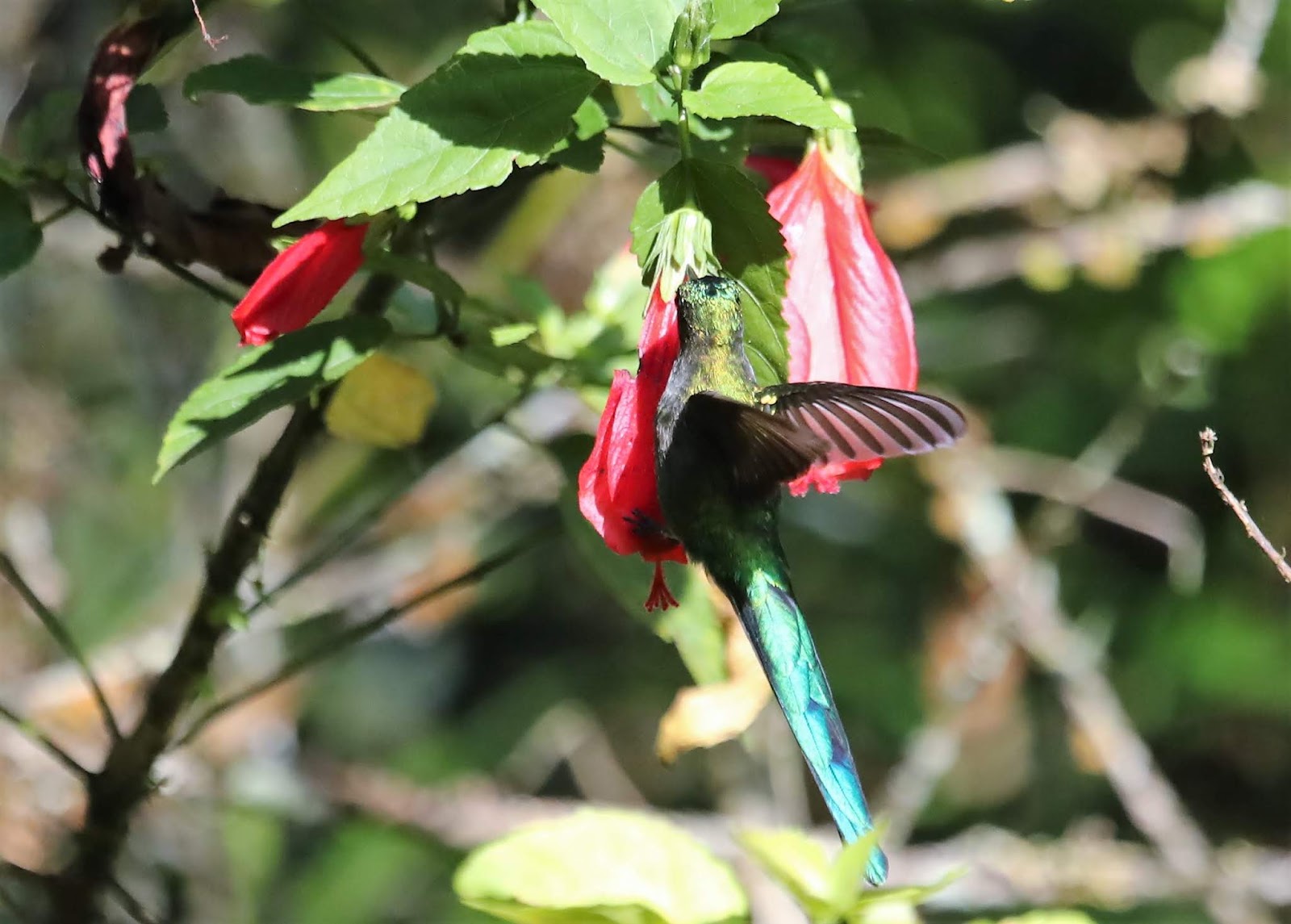 Instantes alados Perú y Ecuador 2018: colibrí verde de cola larga